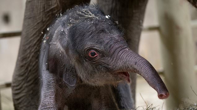 Baby elephant playfully refuses to let go of tourist during visit