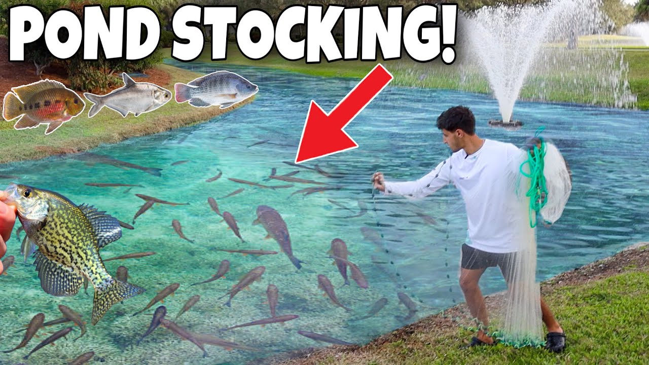 I restocked my pond with exciting new fish!🐟