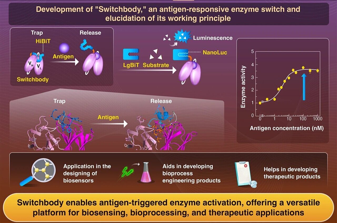 'Switchbody' turns enzyme activity on with antibody–antigen binding