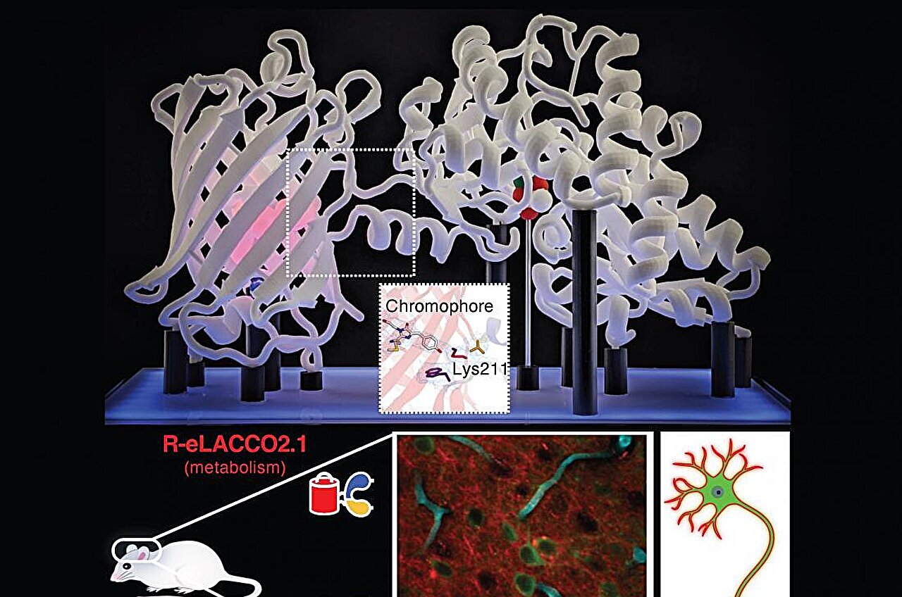 Red lactate biosensor opens the door for simultaneous monitoring of ...
