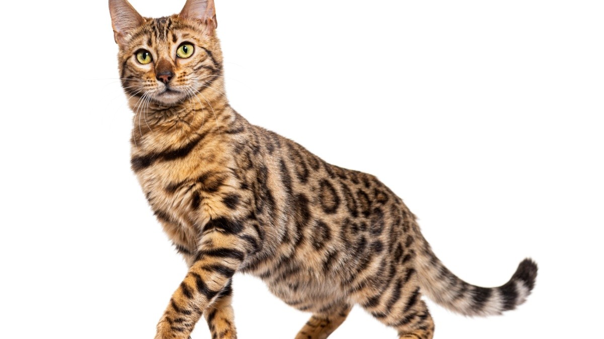 Qué tipo de gato eres según tu signo zodiacal