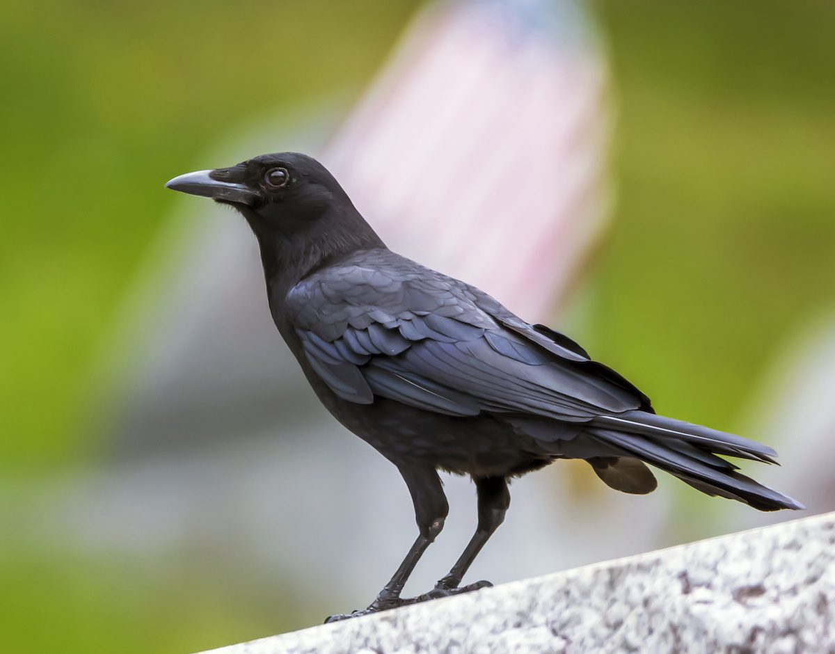 West Nile virus in birds: What you should know