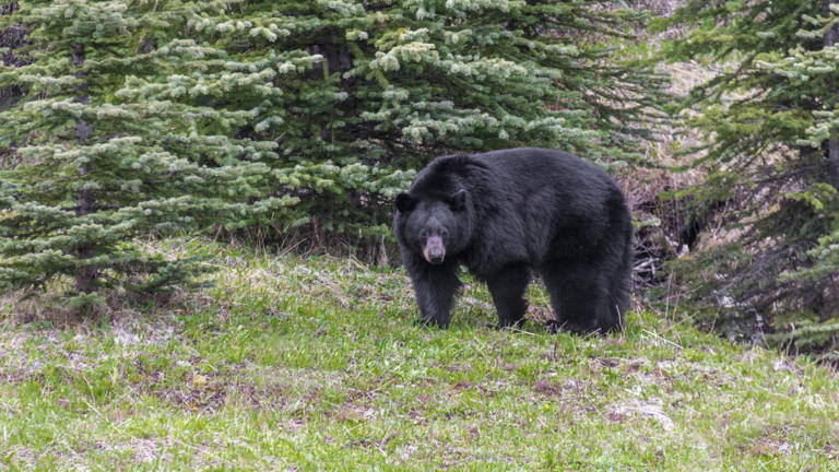 What You Should Do If You See A Black Bear In British Columbia