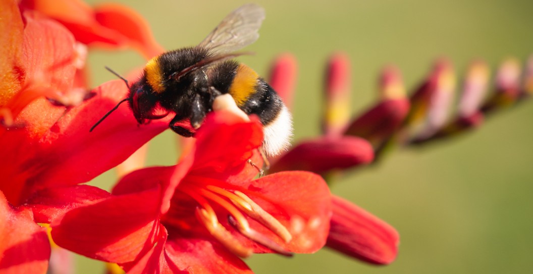 New Discovered Devil-Horned Lucifer Bee Is The Stuff Of Nightmares