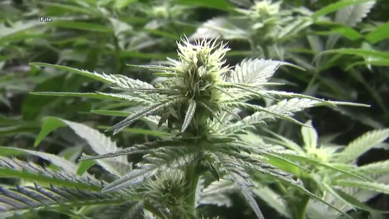 Plan to reopen federal government includes ‘devastating’ hemp ...