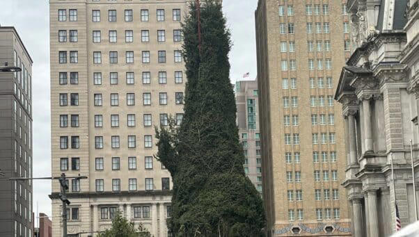 ‘Bigger and Better Than Ever,’ The Philly Holiday Tree Returns for 2025 ...