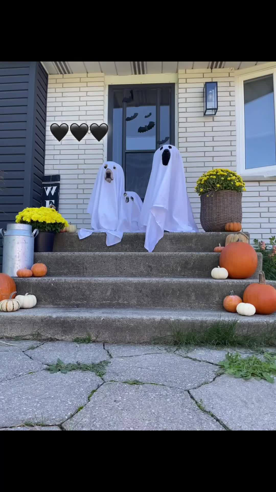 Three Dogs Dressed as Ghosts Pose on Porch for Halloween Photos
