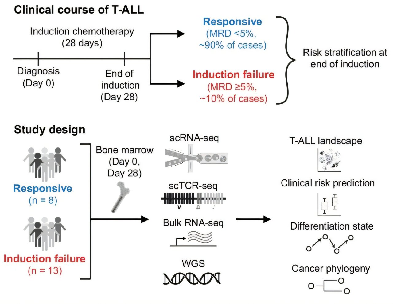 Newly identified T-cell subtype may explain treatment-resistant ...
