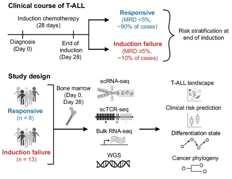 Newly identified T-cell subtype may explain treatment-resistant ...