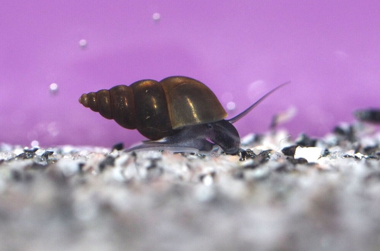 Snail genome duplication offers look at evolution in transition
