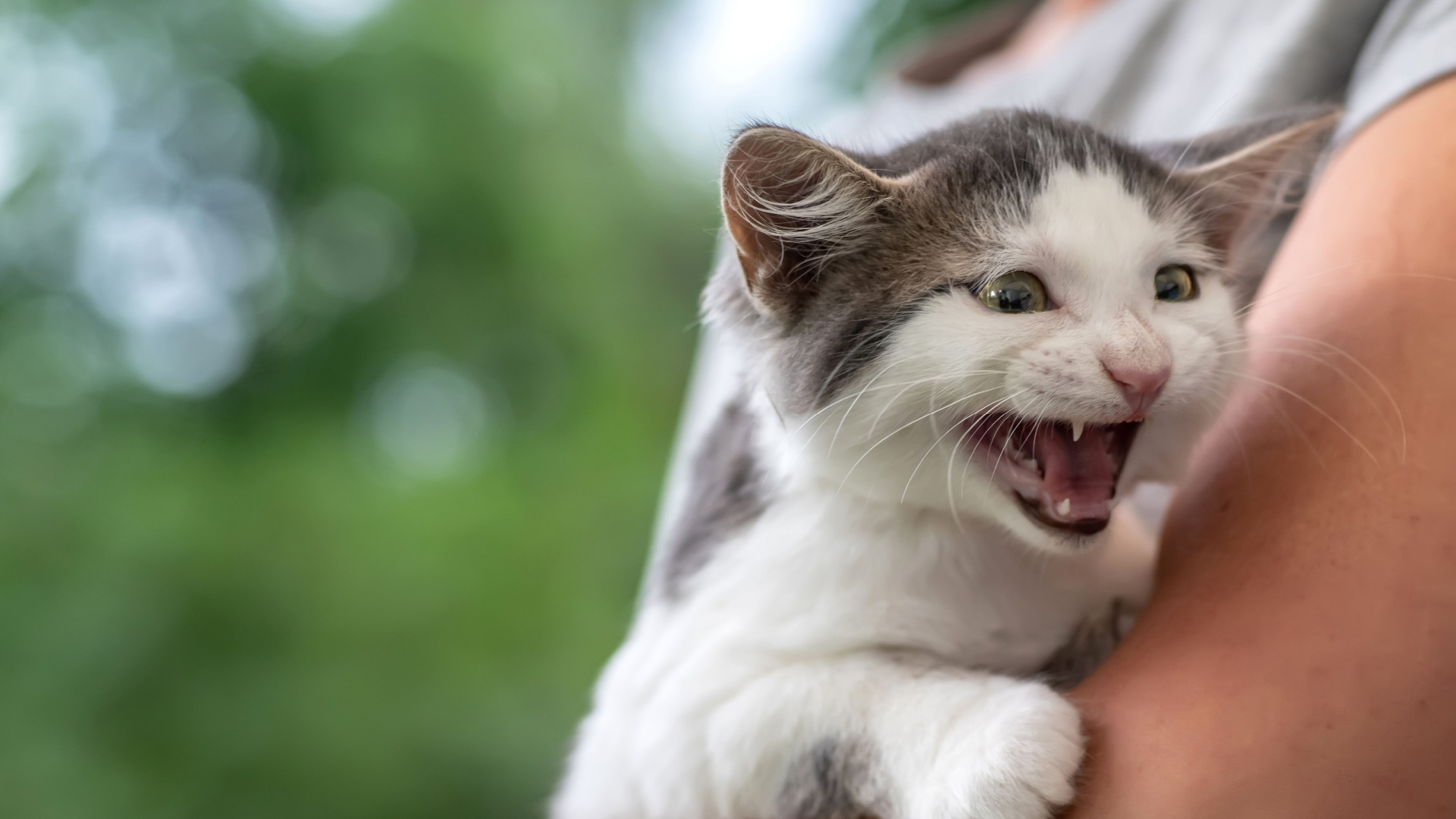 What Your Cat Is Trying To Tell You By Meowing And When To See Vet