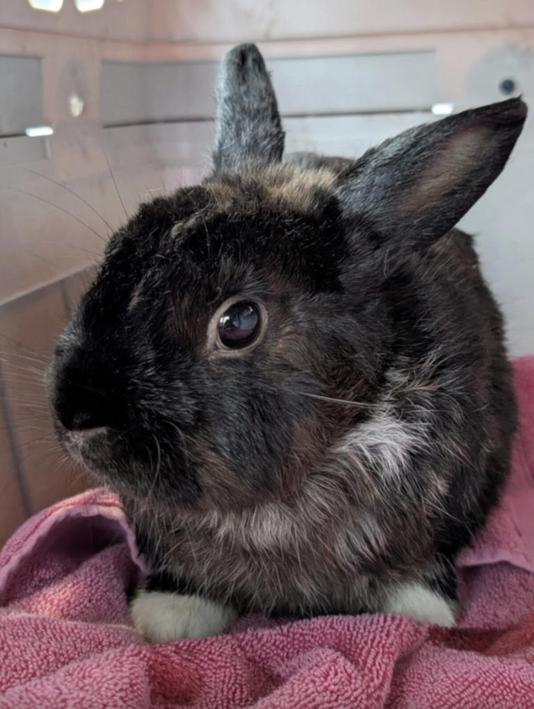 Rustling In Bushes Leads Man To Little Animal Who's Been Missing For Months