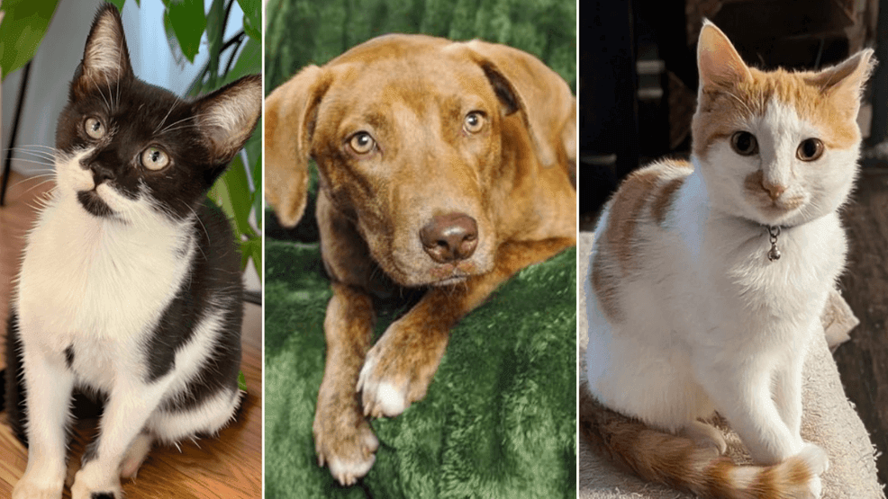 Columbia shelter hosts 'Pawfect Teens' adoption event this weekend