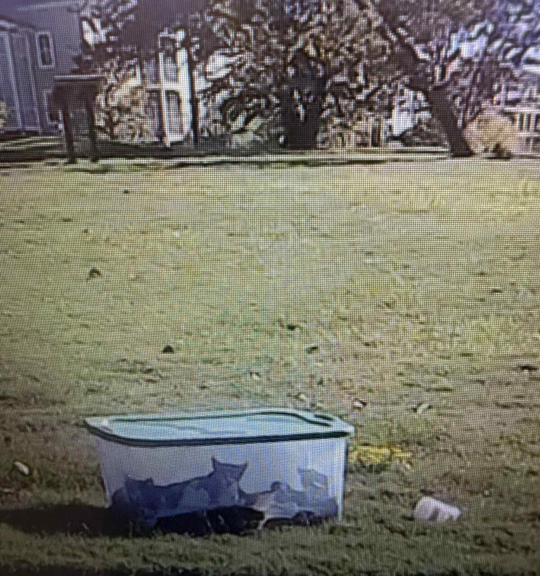 'Special' Mama Cat Refused To Leave Her Babies Trapped In A Plastic Box ...