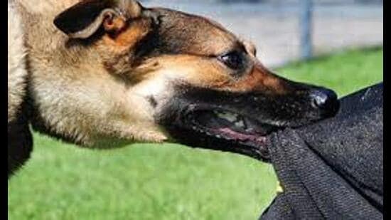 UP: Auraiya boy dies of rabies weeks after dog bite