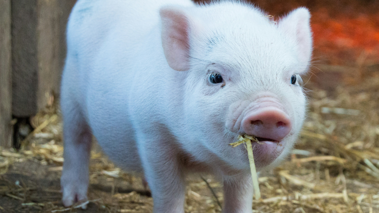 Resident Farm Cat Meets Tiny Piglets and It's an Instant Love Story
