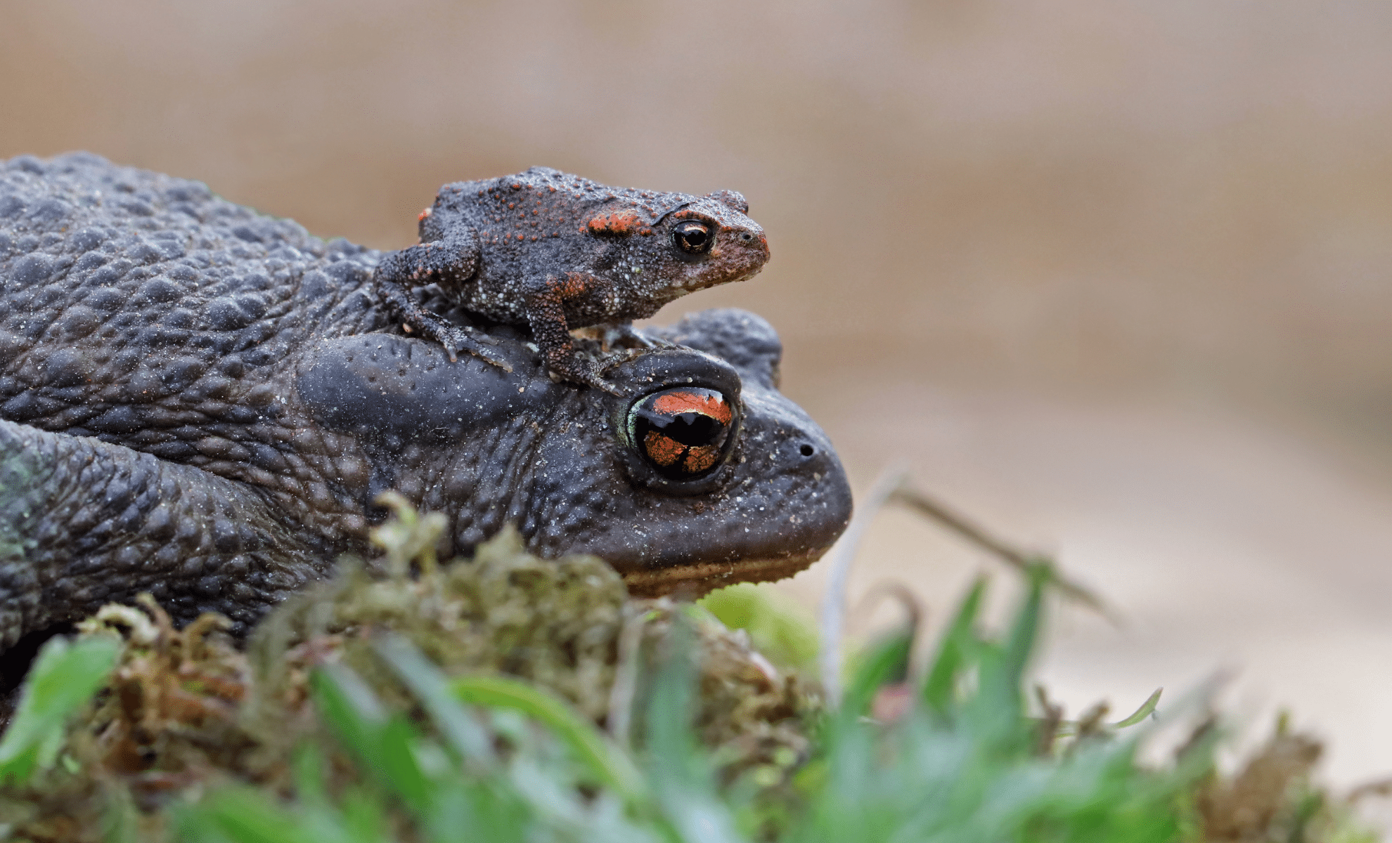 Scientists Stunned By Discovery Of Frogs That Give Birth To Tiny Frogs ...