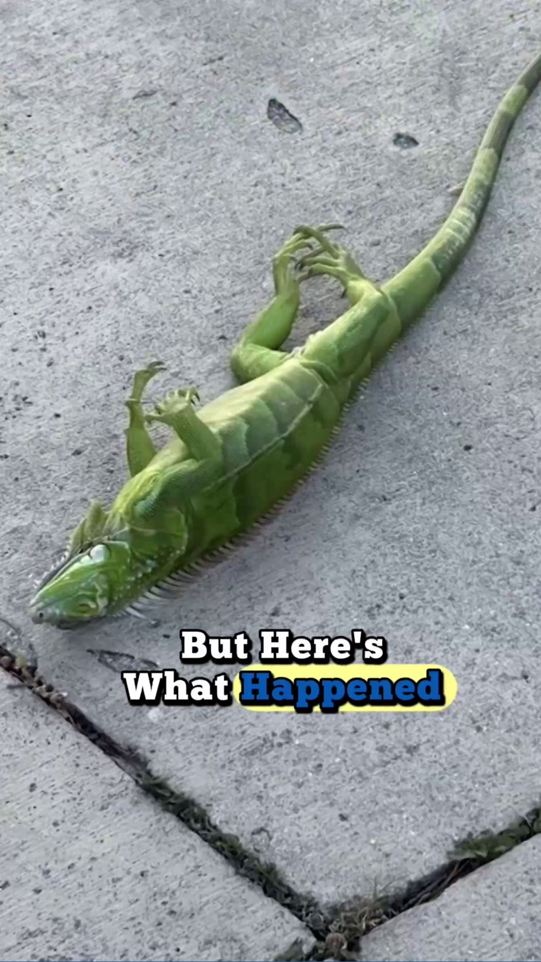 Iguanas stunned by the cold falling from Florida trees