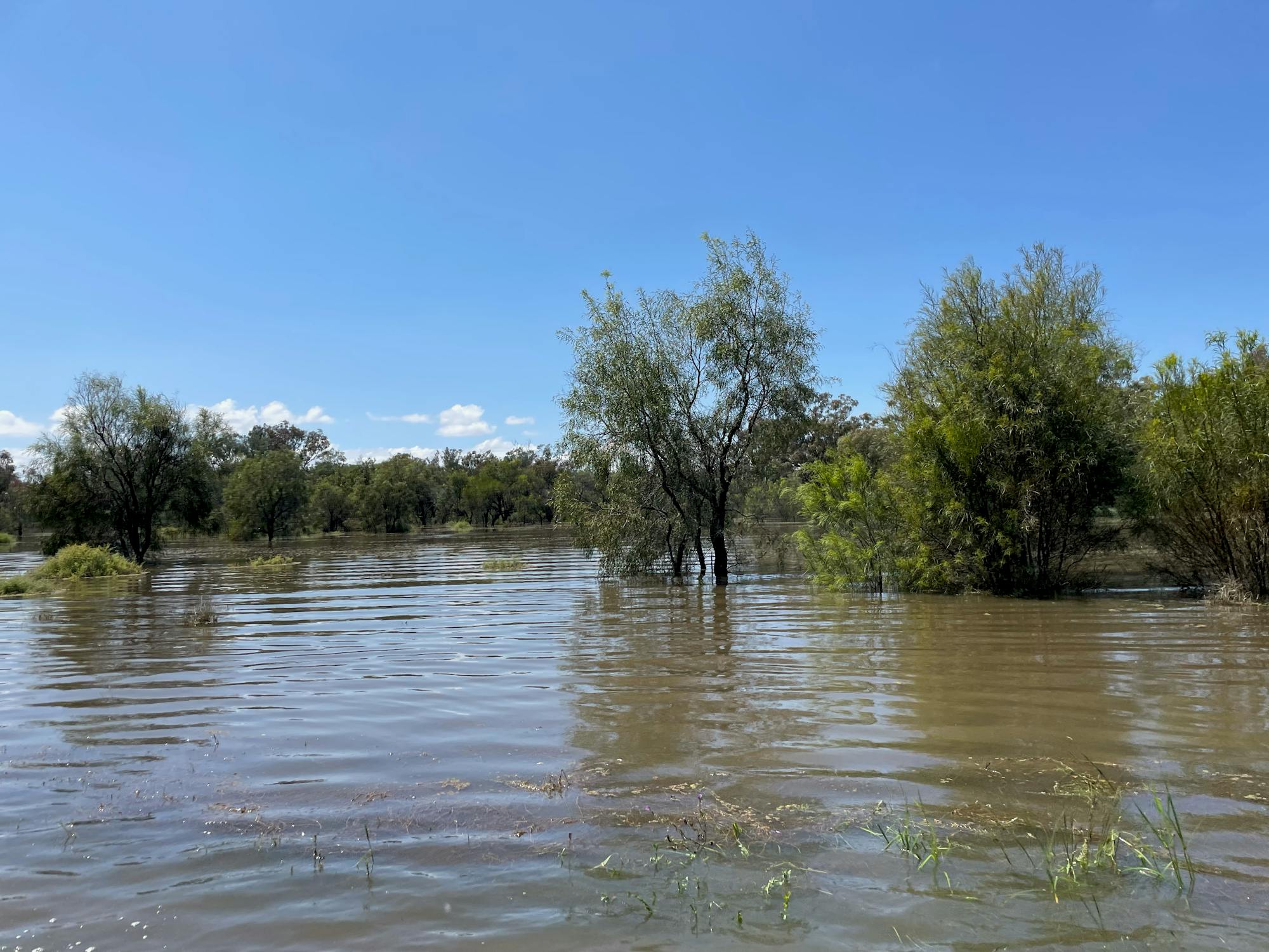 You might think frogs never get enough water. Turns out, they can fare ...