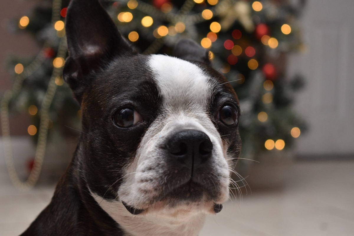 Alarmed Boston Terrier Hilariously Has a 'Merry Little Crisis' for ...