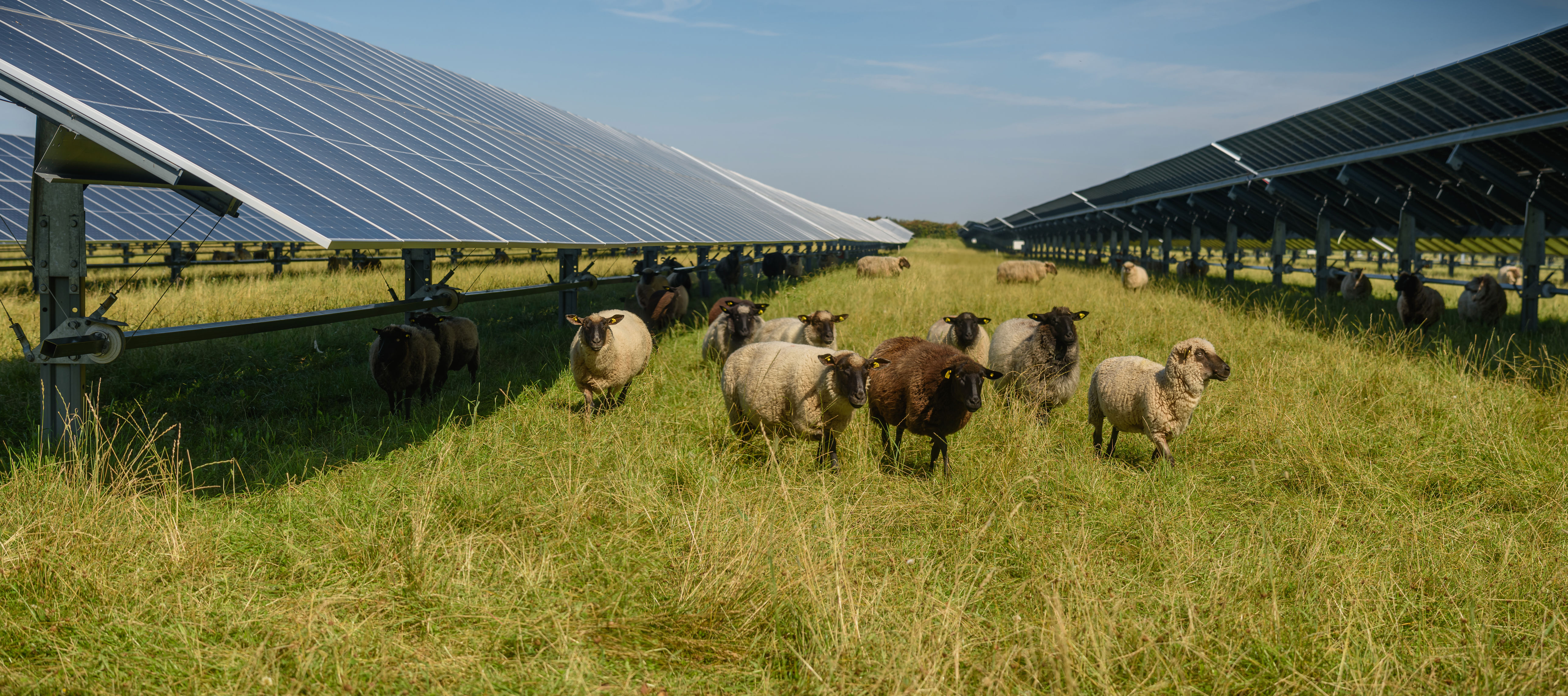 Solar meets soil: Report says agrivoltaics could redefine rural prosperity