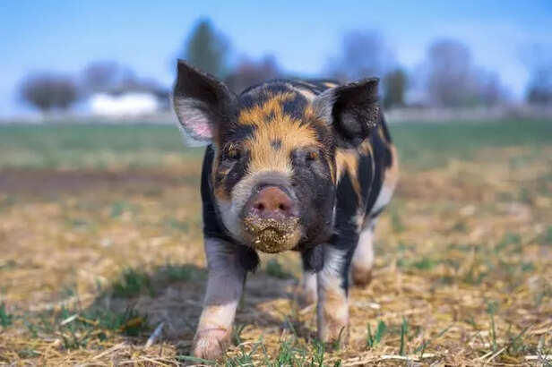 Why Everyone Suddenly Wants a Mini Pig as a Pet