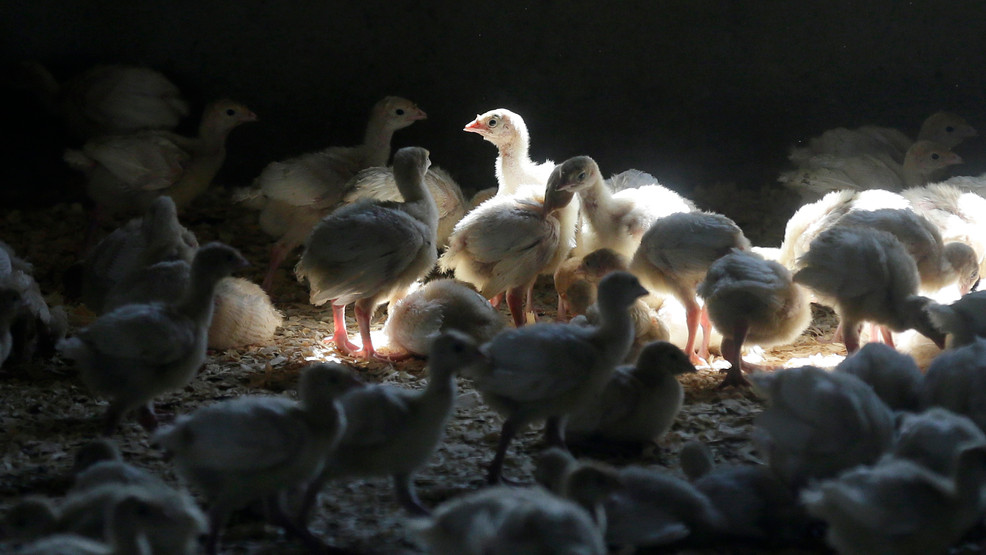 Bird flu impacting Thanksgiving turkey availability