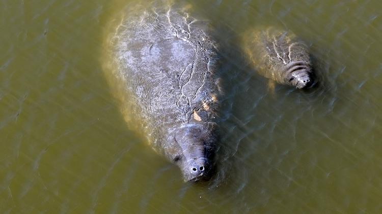 With manatees on the move, officials ask boaters to be careful and slow ...