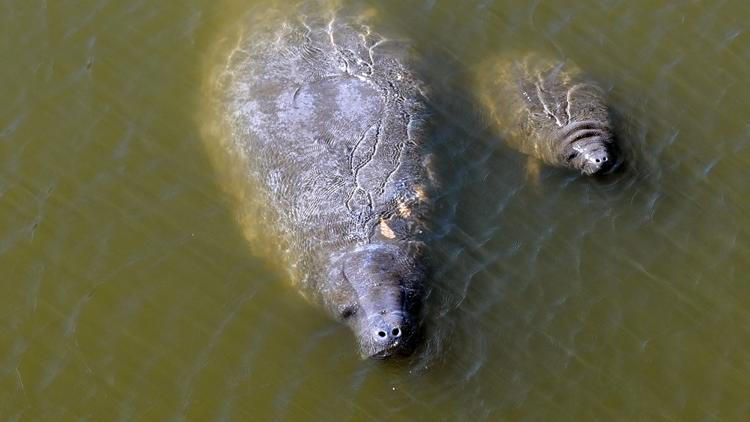 With manatees on the move, officials ask boaters to be careful and slow ...