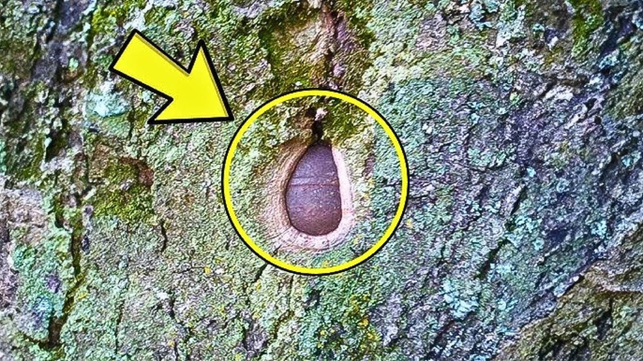 What This Woman Found Inside Her Apple Tree Shocked Everyone