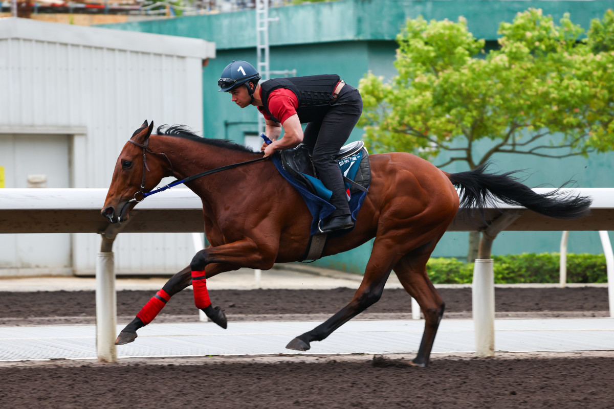 Goliath Out Of Japan Cup, Stablemate Calandagan Last Remaining ...