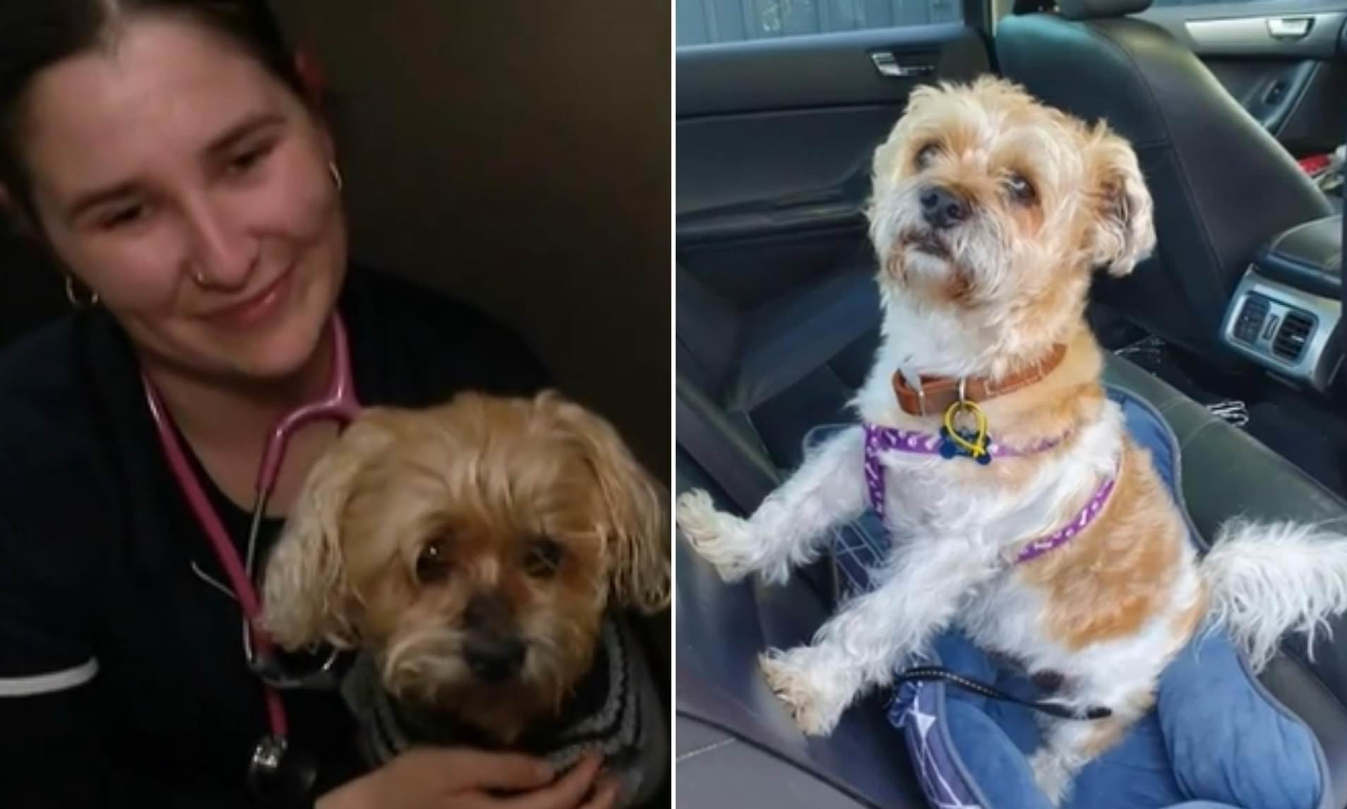 Missing dog reunited with his family after spending seven weeks in ...