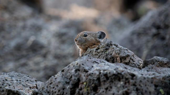 Oregon’s Cascades Pika Watch reports record pika numbers and volunteer ...
