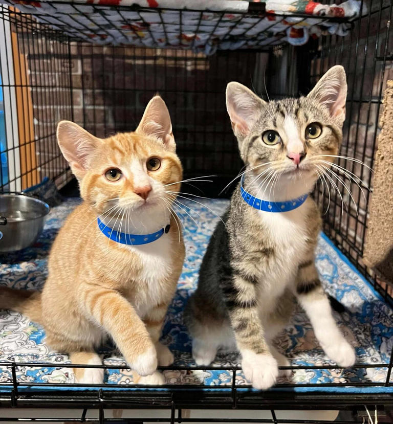 'Special' Mama Cat Refused To Leave Her Babies Trapped In A Plastic Box ...