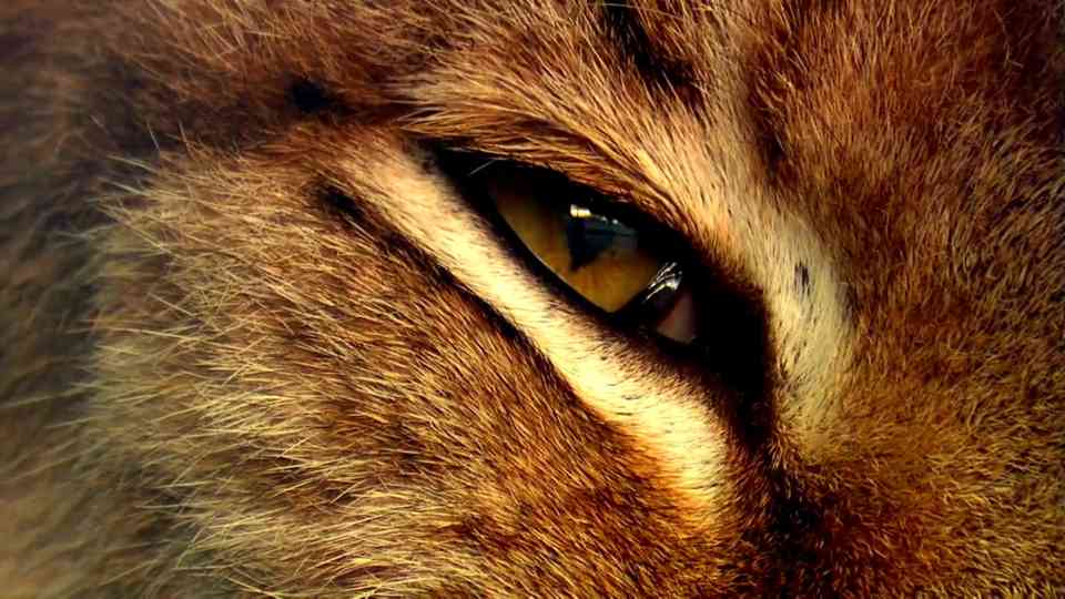 The 7 rewilding animals set to change Britain forever