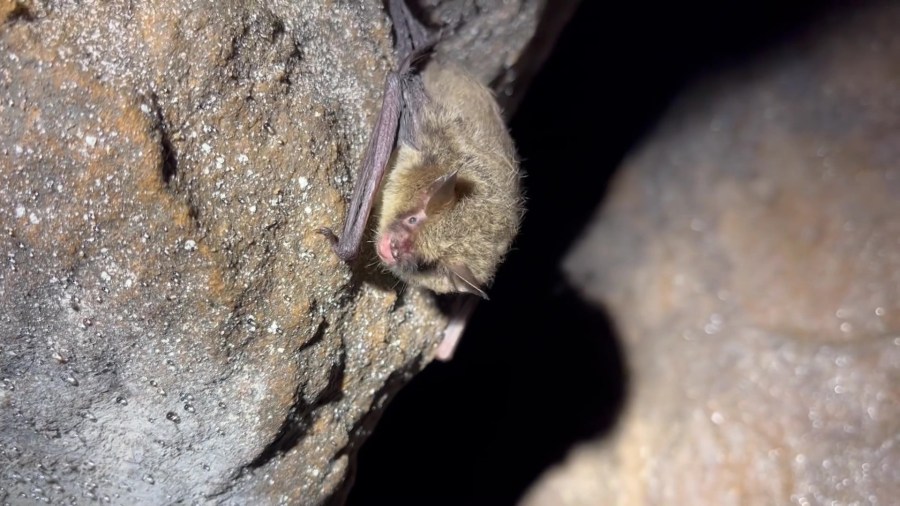 Sustainably Speaking: The importance of International Bat Week in Wisconsin