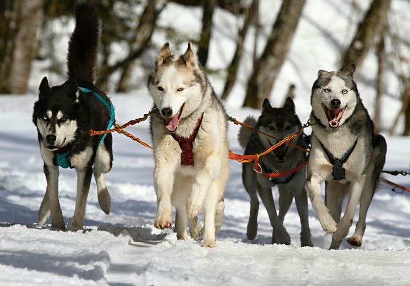 Dog Breeds That Were Never Meant To Be House Pets