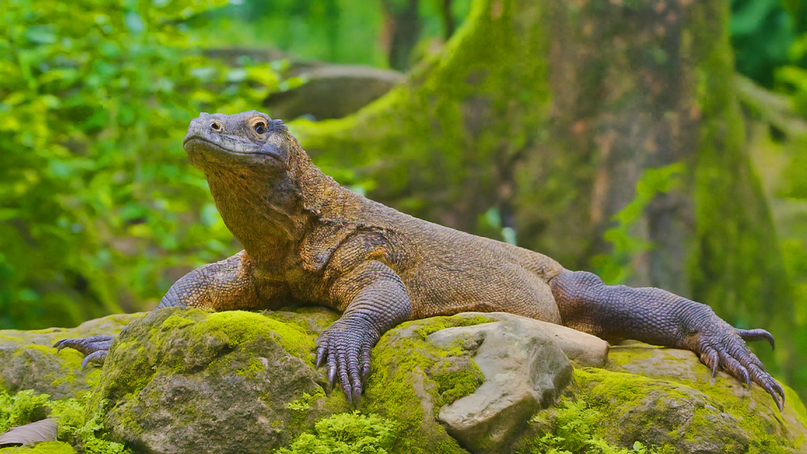 Stunning Aerial Views of Komodo National Park