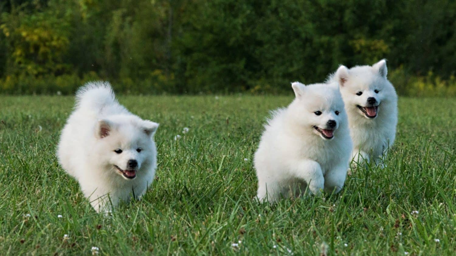 Forever Puppies: Dog Breeds That Stay Adorable at All Ages