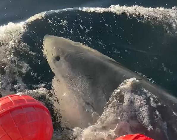 See it: Largest male white shark 'Contender' spotted moving into warmer ...