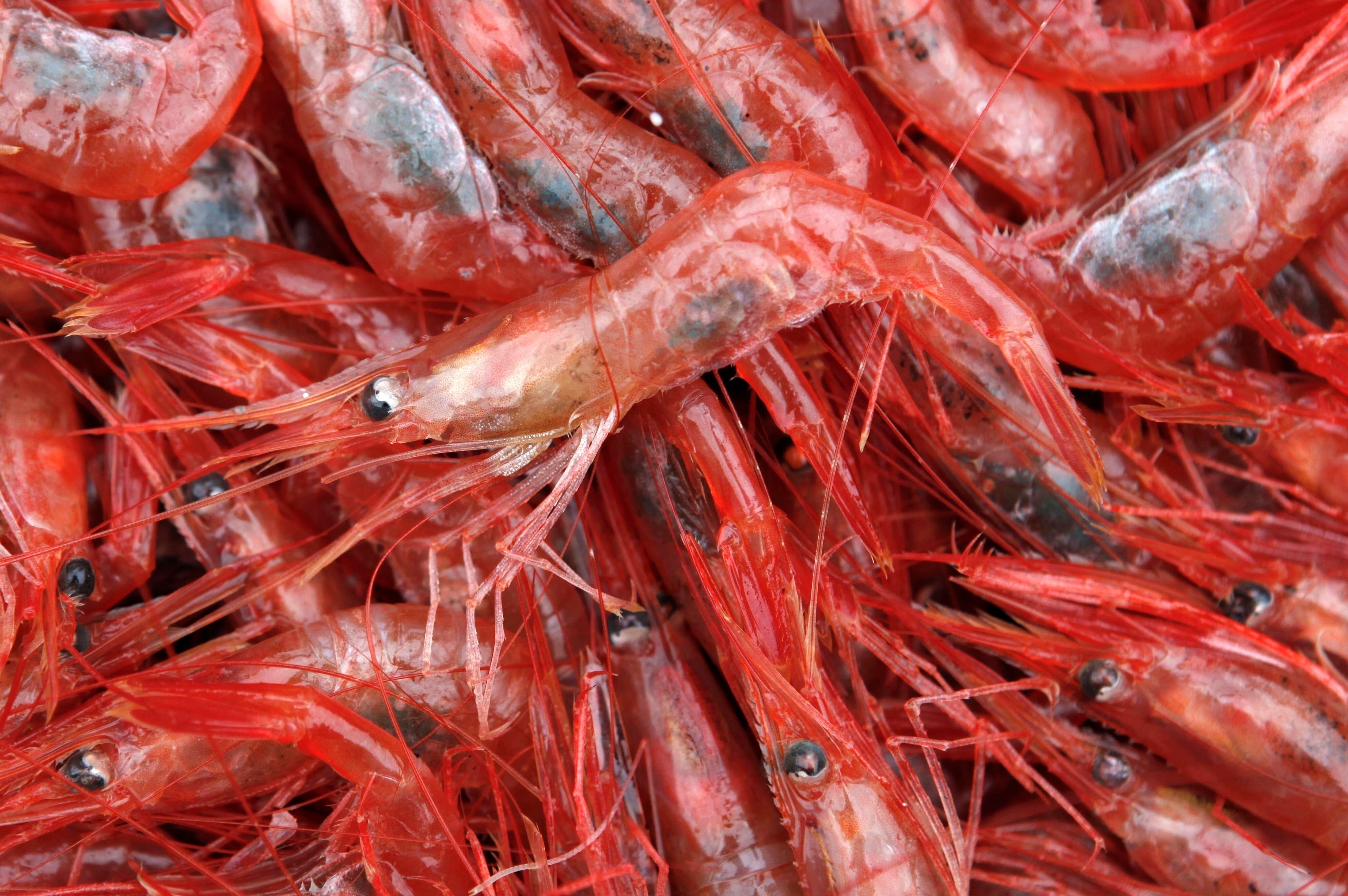 Alabama Marine Resources Division proposes new shrimp fishery ...