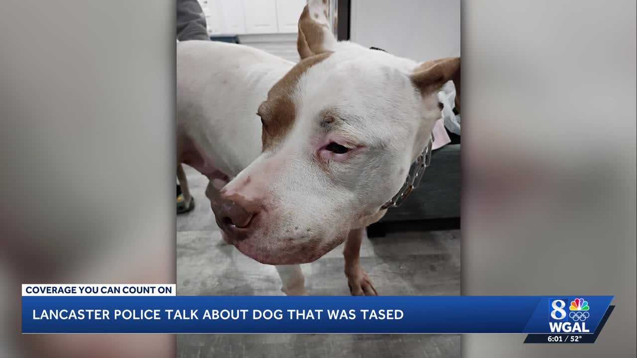 Lancaster City Bureau of Police investigating an animal attack