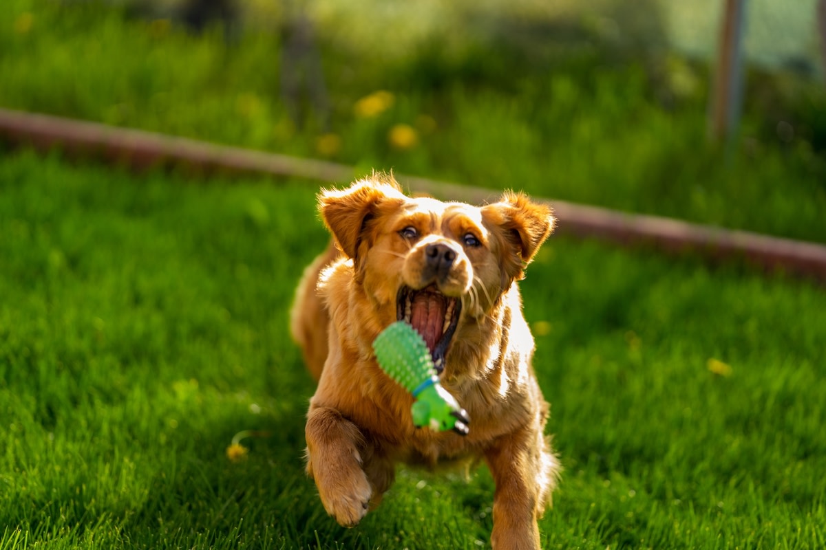 Golden Retriever Becomes Agent of Chaos in Adorable Bully Stick Play ...