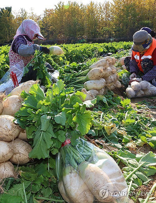 [K-VIBE] 최만순의 약이 되는 K-푸드…겨울 땅에 내린 생명, 무와 음식