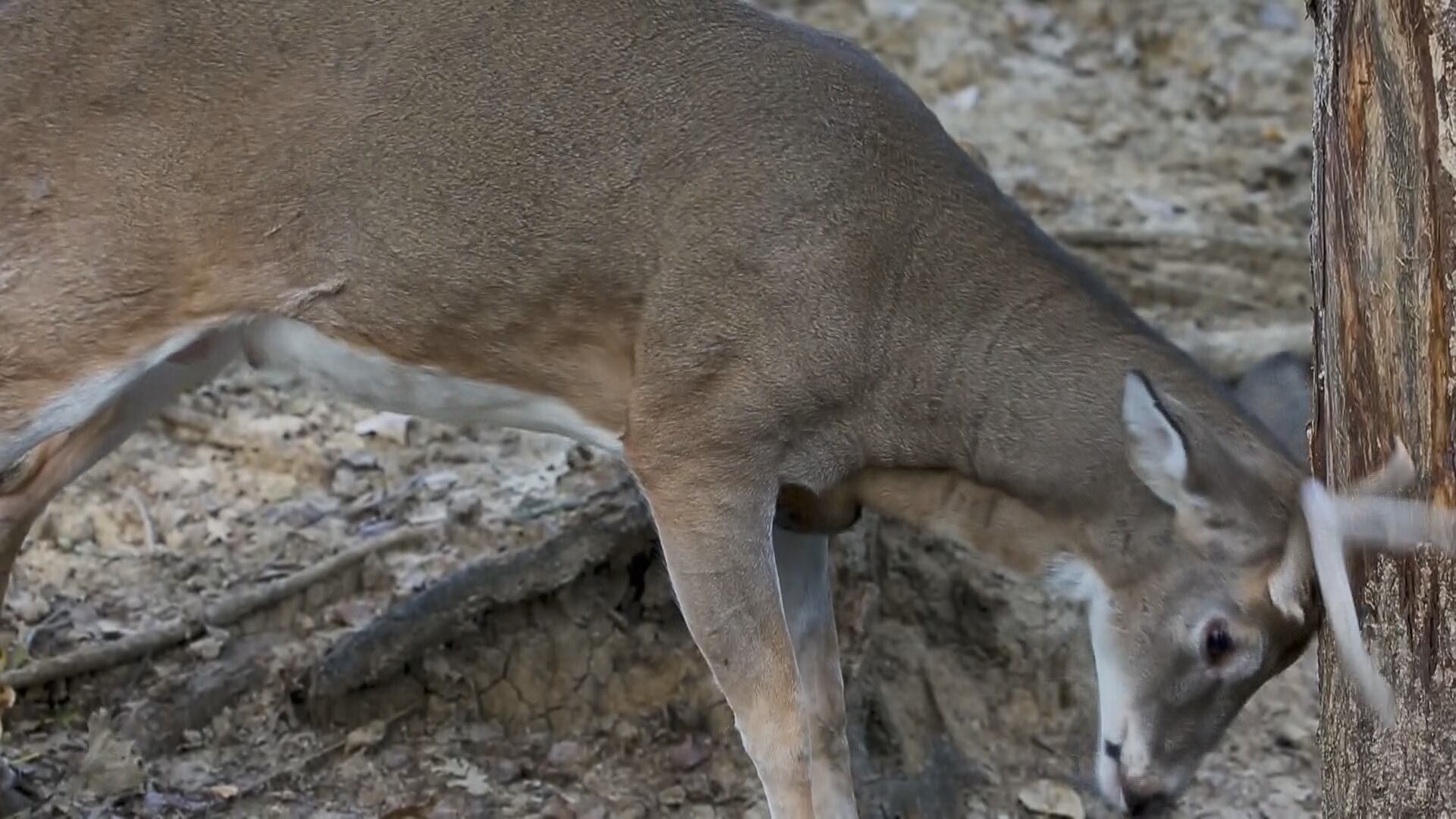 Deer collisions spike during hunting season in Nebraska