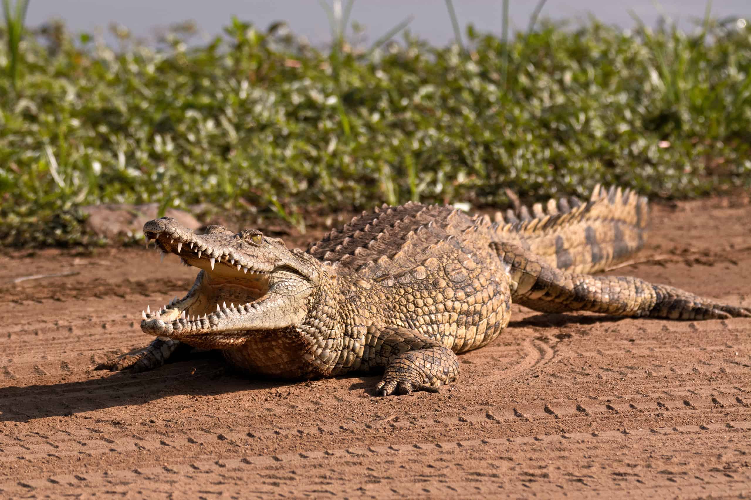 The massive crocodiles that lurk in dens 40 feet below the surface
