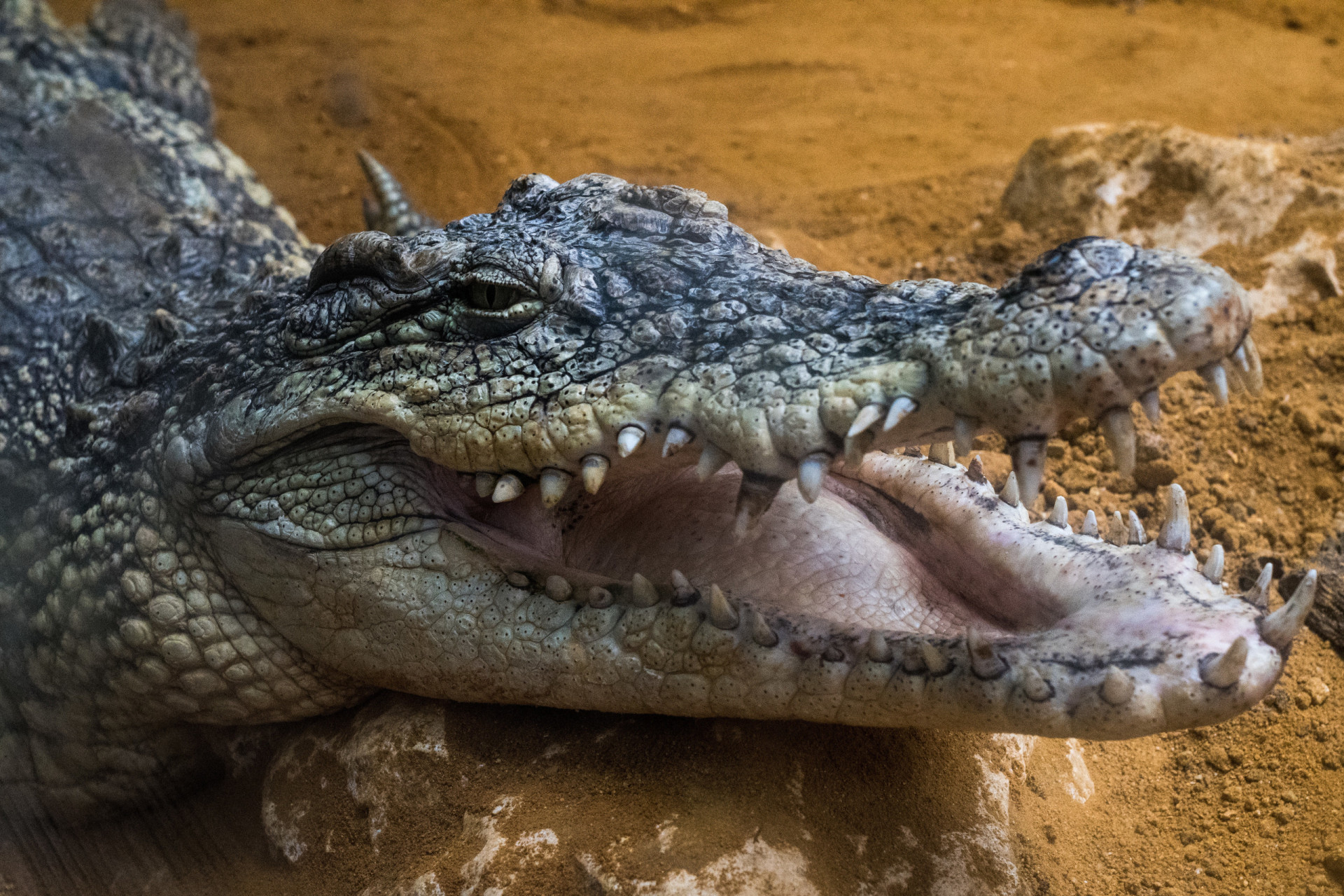 Discover the dark origins of these common phrases