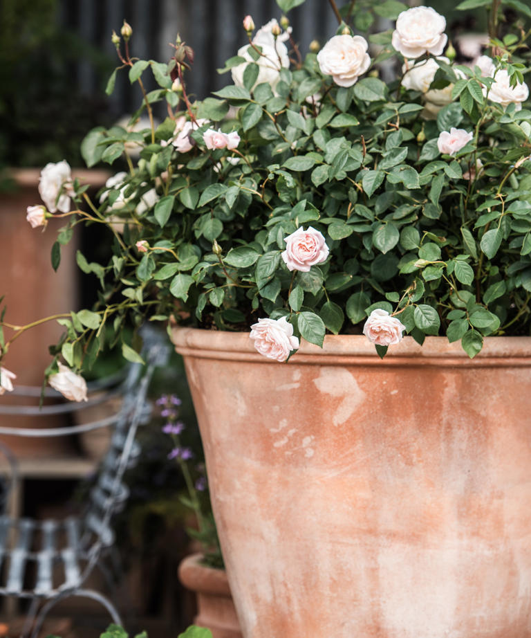 Here are 5 essential tasks for roses in November for thriving shrubs ...