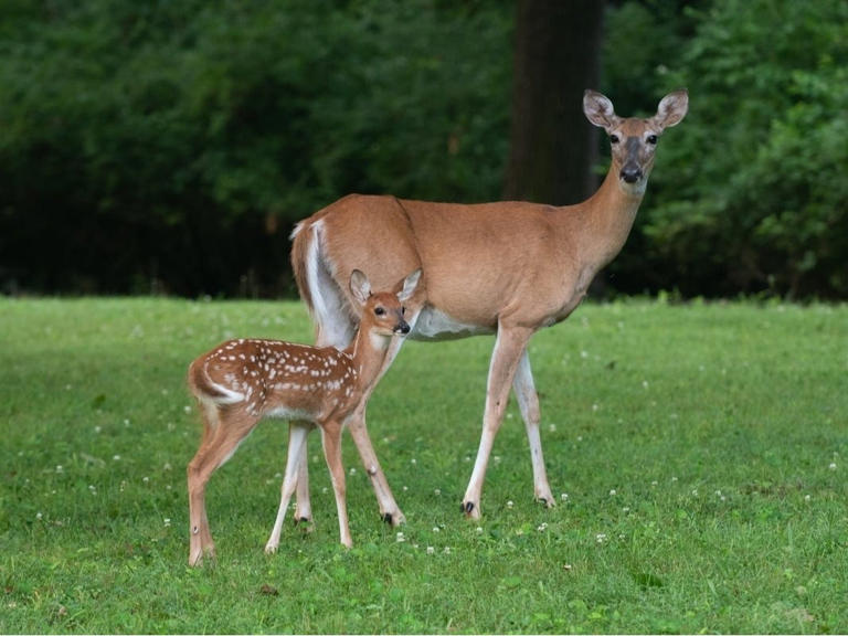 Motorists Urged To Be Vigilant Of Lovelorn Deer In Palos Forest Preserves