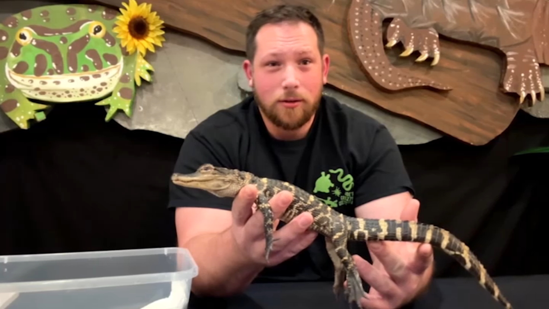 What's that in the Charles River? ‘Oh my gosh! That's a baby alligator'